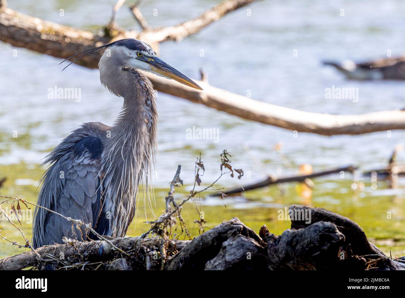 A side view of a Great blue heron resting on the lakeshore Stock Photo ...