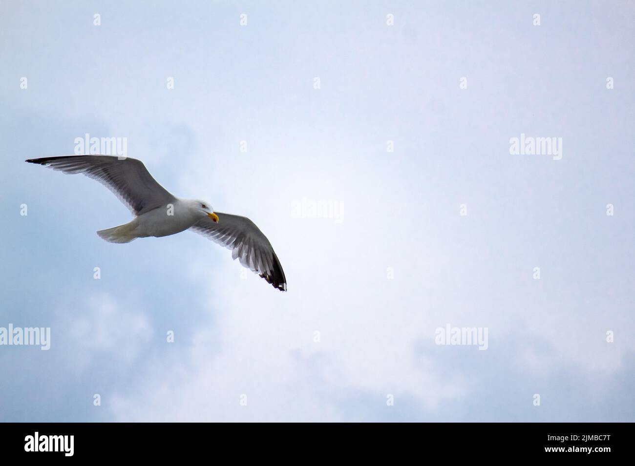 A low angle shot of a seagull with wide spread wings flying against ...