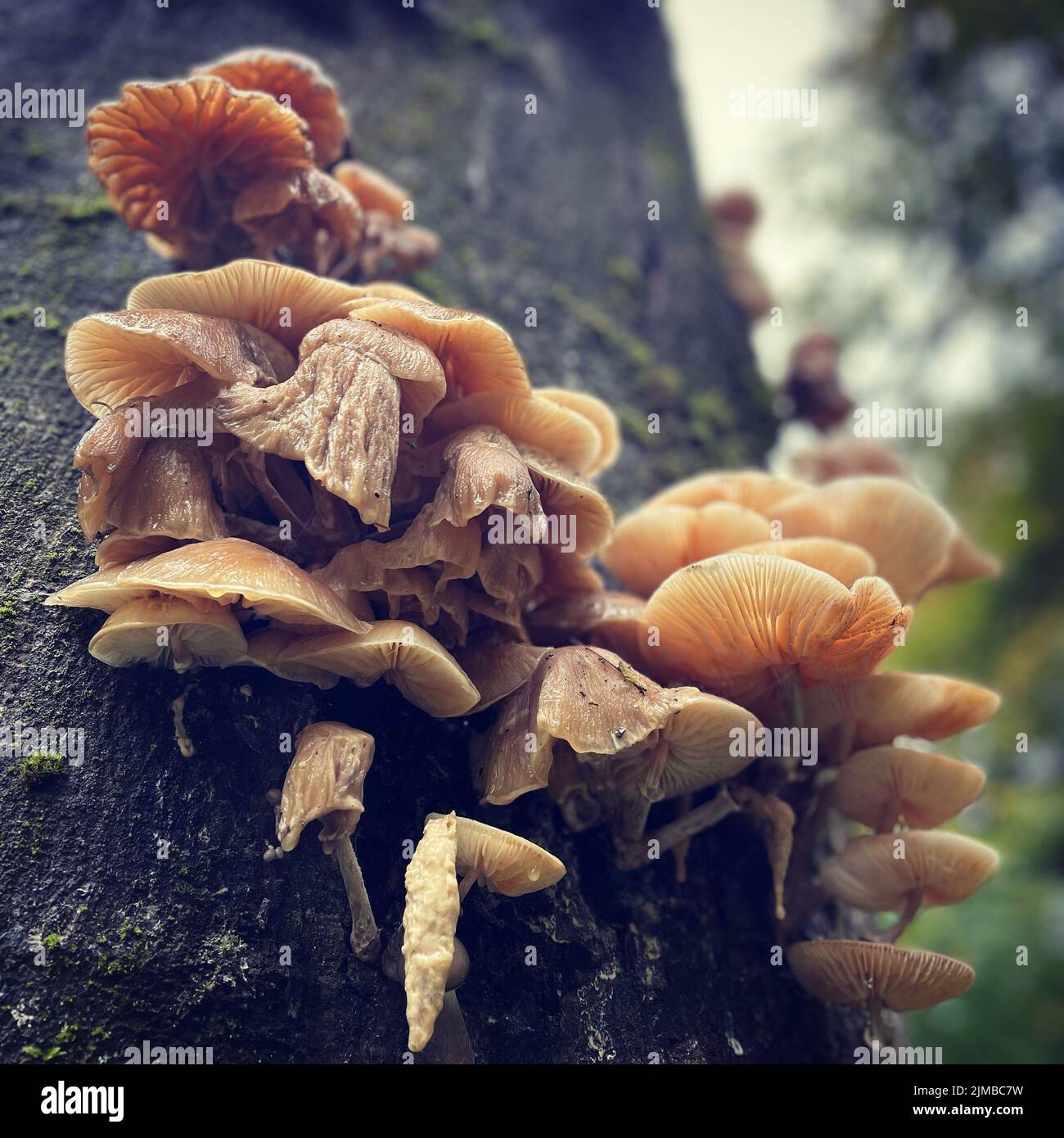 Flammulina filiformis hi-res stock photography and images - Alamy