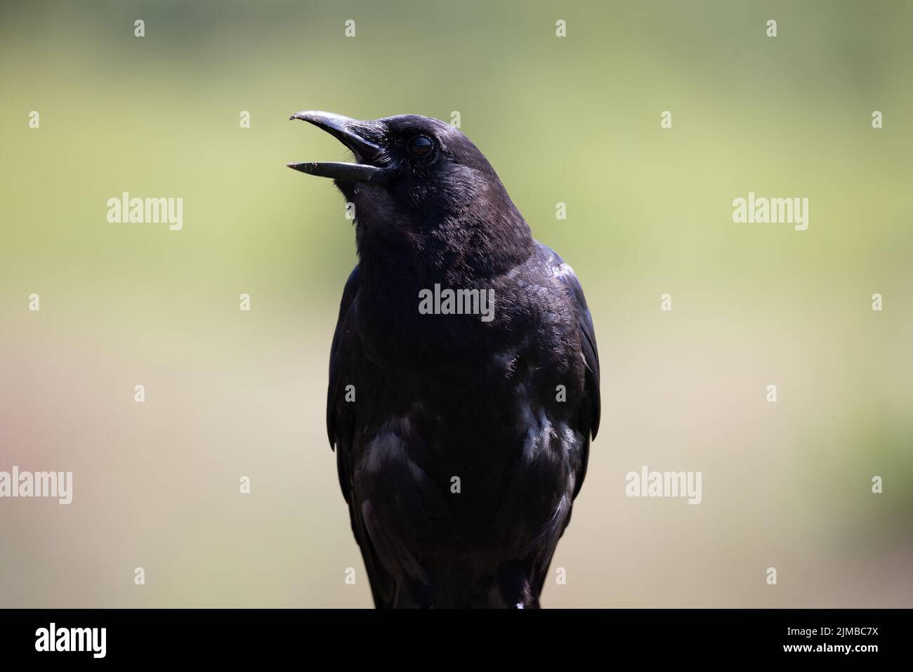 An American crow with open beak on blur green background Stock Photo ...