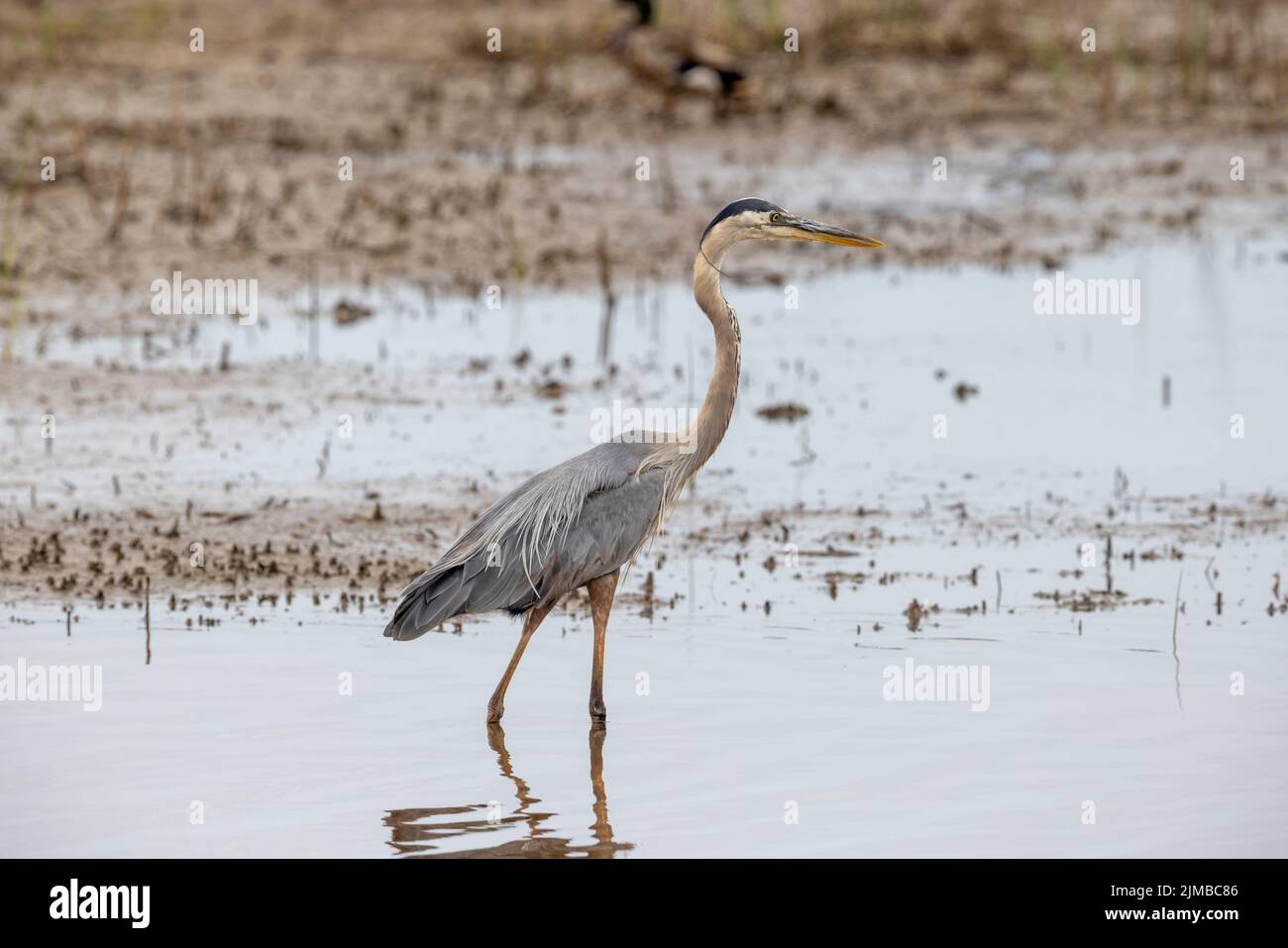 A side view of a Great blue heron walking along the shore Stock Photo ...