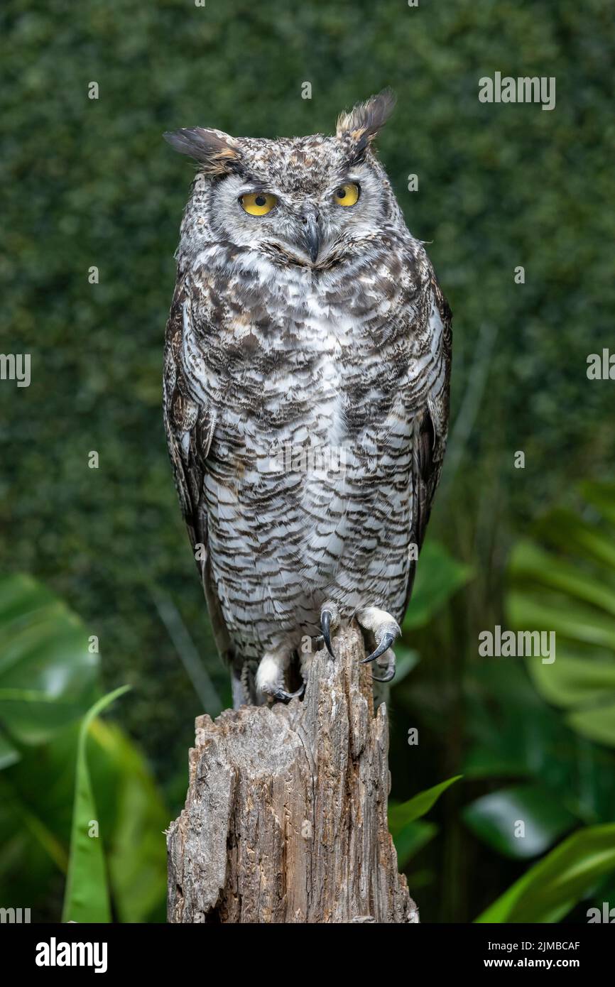 A vertical shot of Eastern screech owl perched on the top of branch ...
