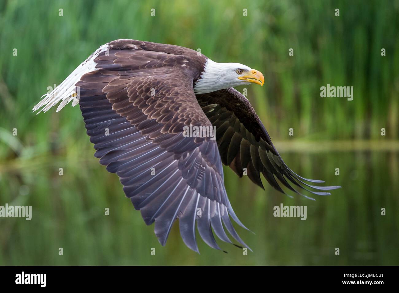 A Bald eagle with the wings downward flying above the lake Stock Photo ...