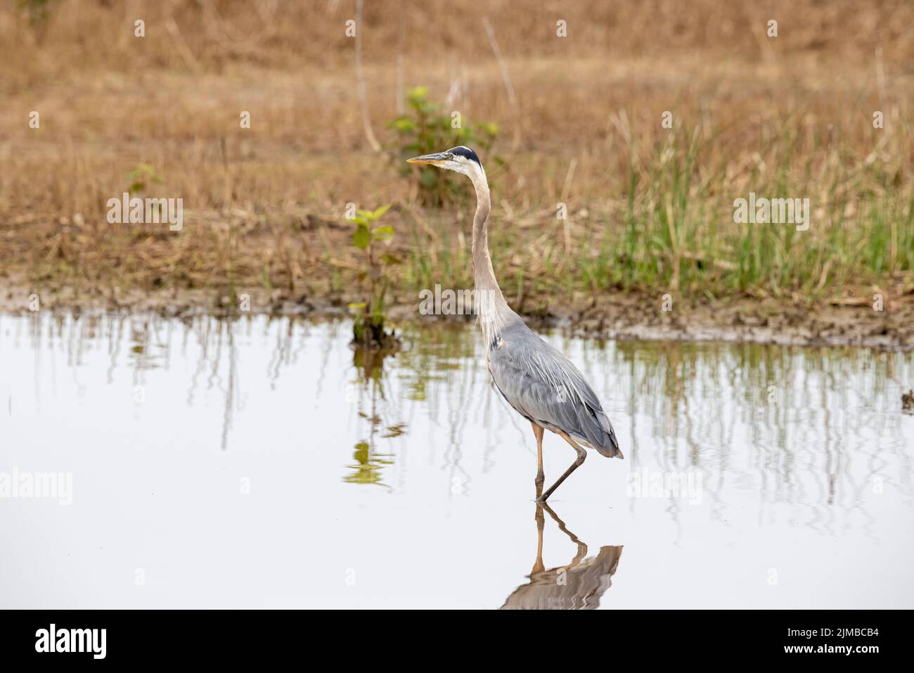 A side view of a Great blue heron walking along the shore Stock Photo ...