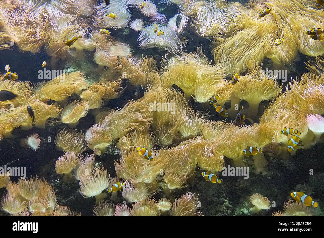 Biofouling hi-res stock photography and images - Alamy