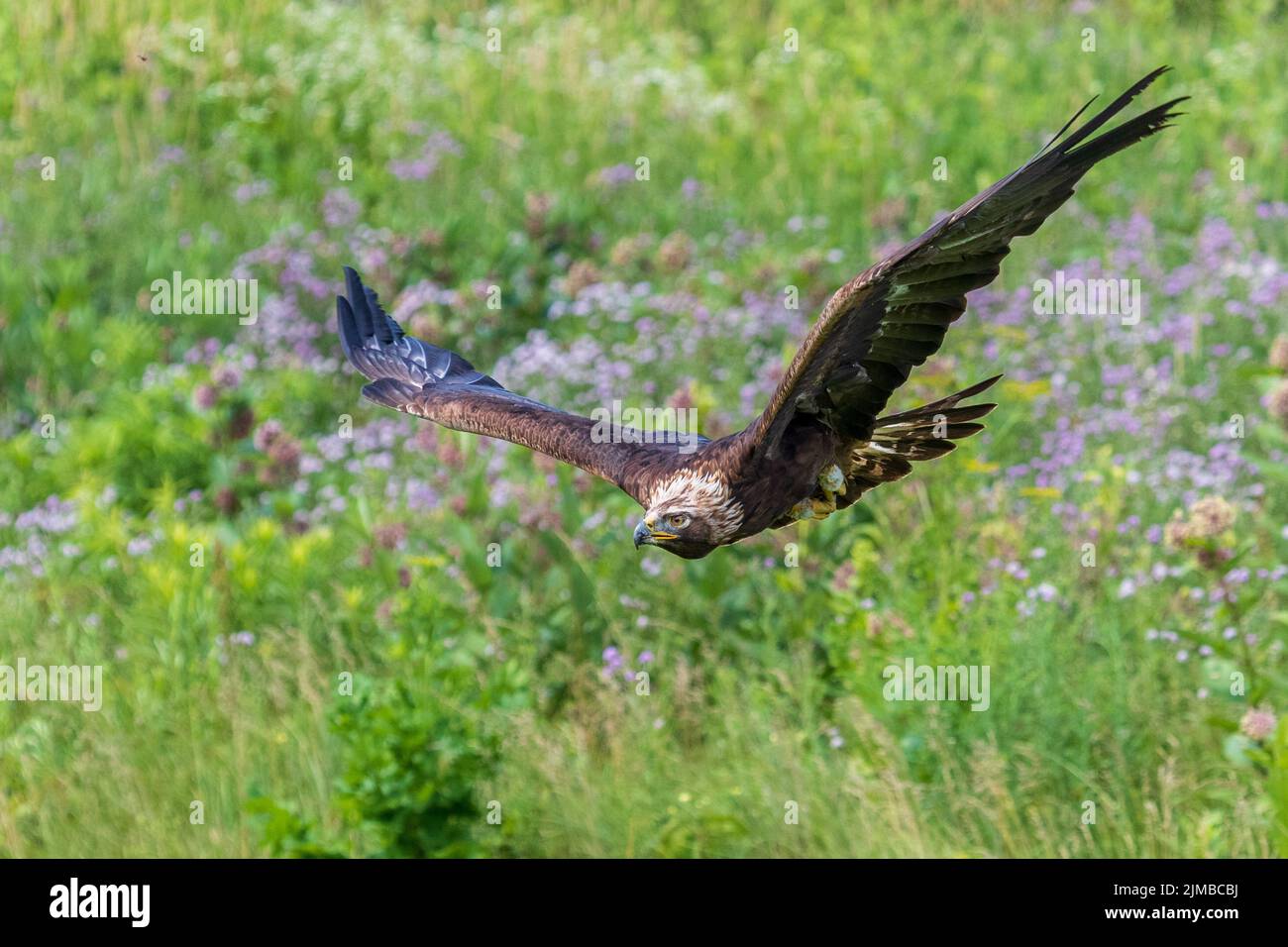 Eagle field hi-res stock photography and images - Alamy