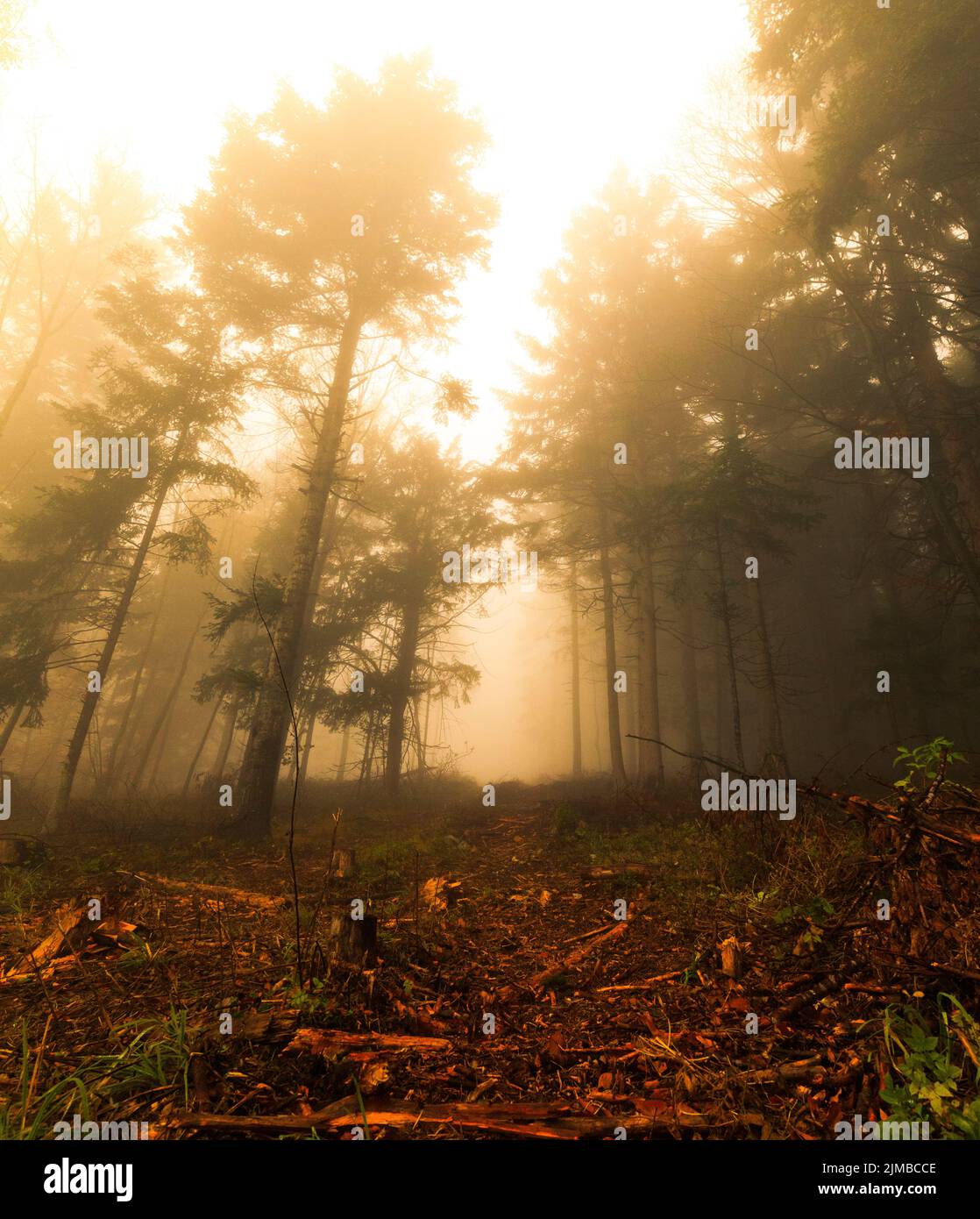 Beautiful misty evening light hi-res stock photography and images - Alamy
