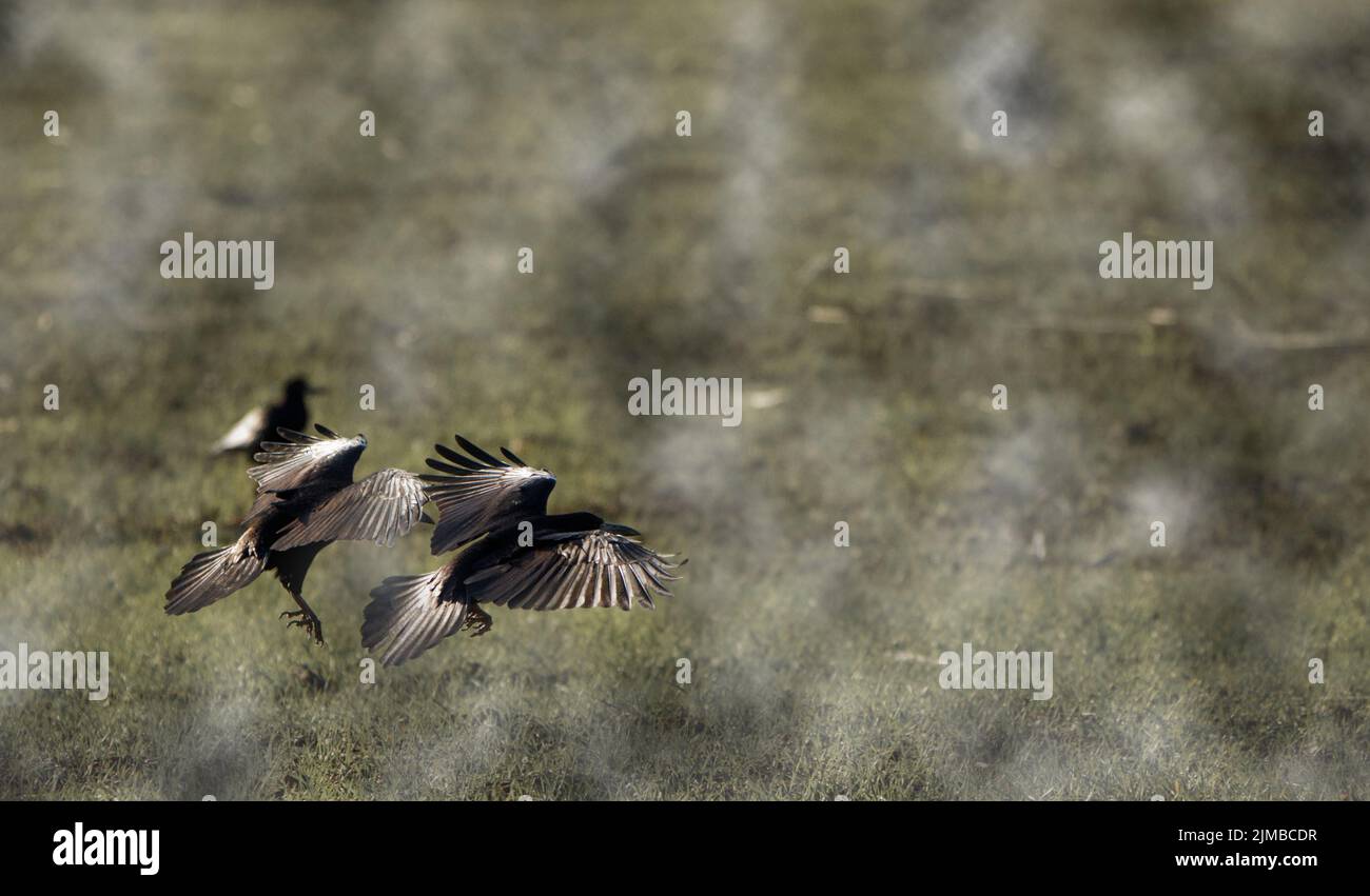 Silhouette of flying crow hi-res stock photography and images - Alamy