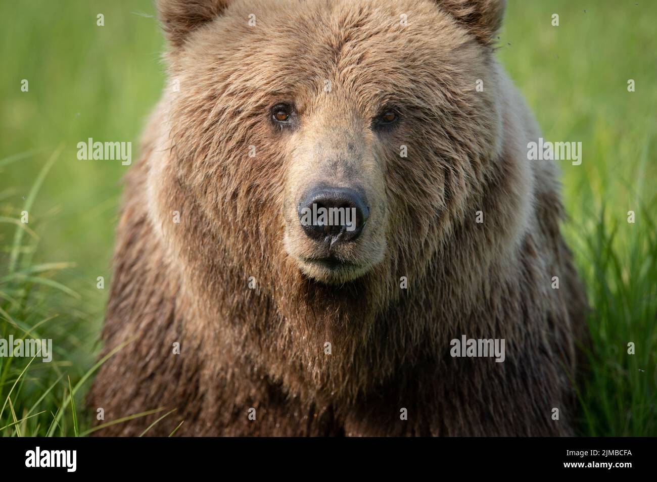 Portrait of an Alaskan brown bear walking through a field in McNeil ...