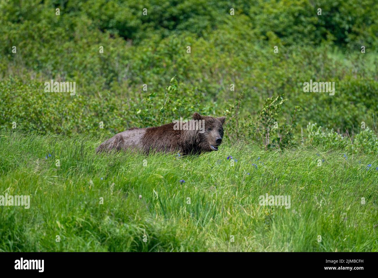 Alaskan brown bear feeding in McNeil River state game sanctuary and ...