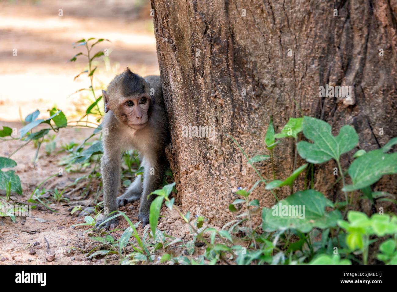 Macaque habitat ecology hi-res stock photography and images - Alamy