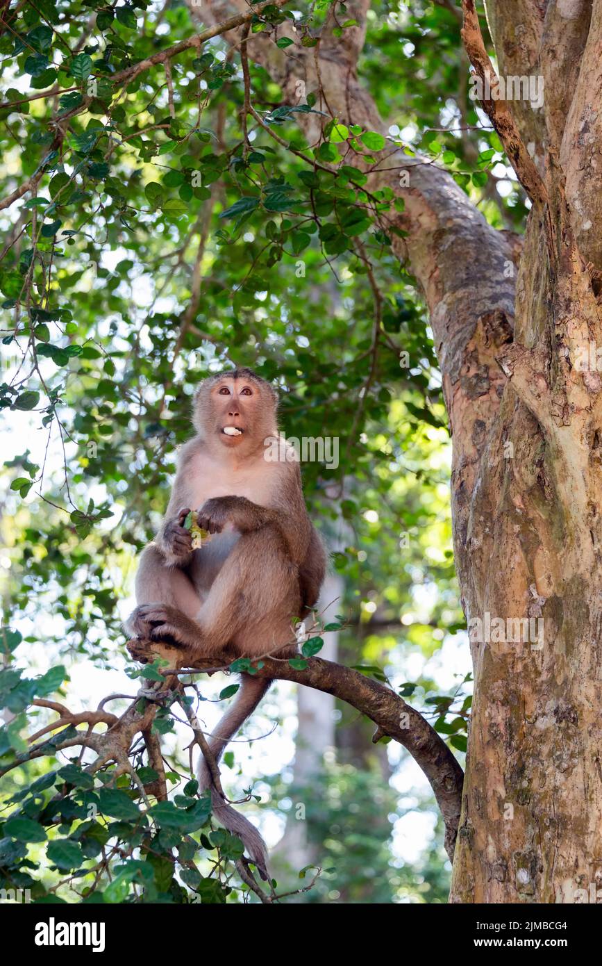 Little monkey sitting eating nuts hi-res stock photography and images ...