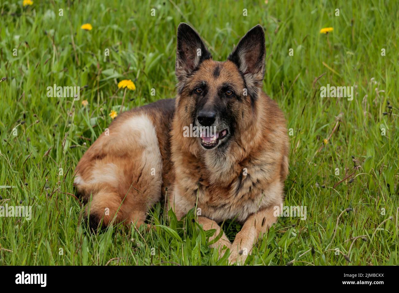 Shepherddog hi-res stock photography and images - Alamy