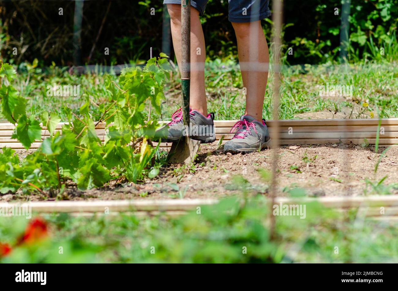 A close-up shot of a female foot pushing shovel in to the soil ...