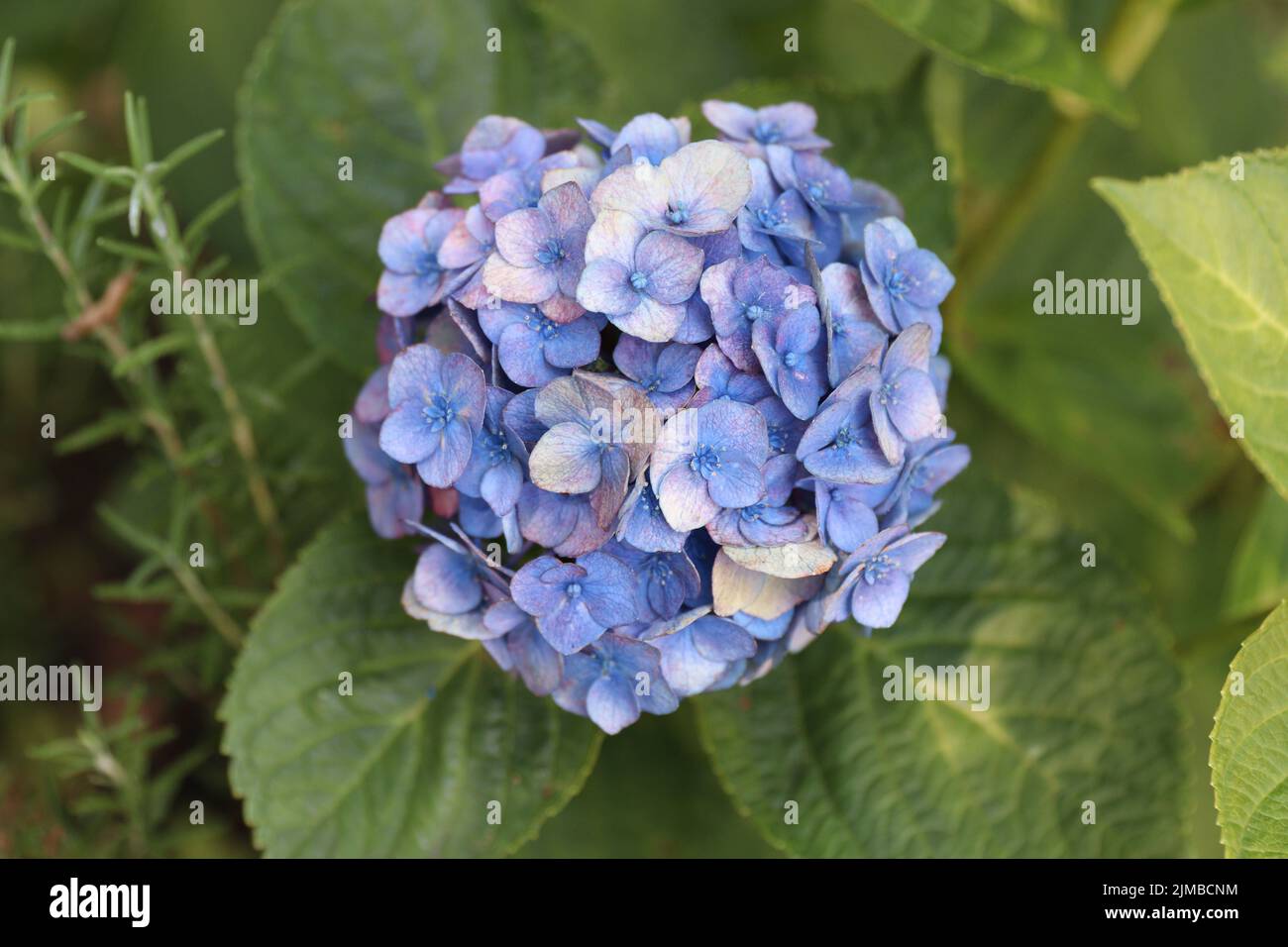 A close-up shot of blue hydrangeas growing in garden Stock Photo - Alamy