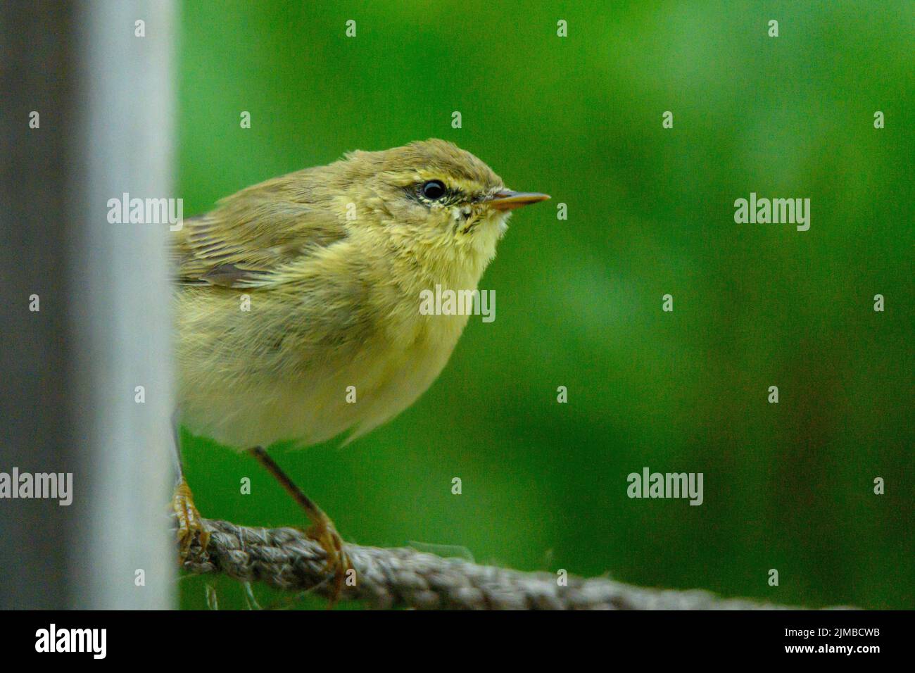 A closeup of a cute Wood warbler on a blurred background Stock Photo ...