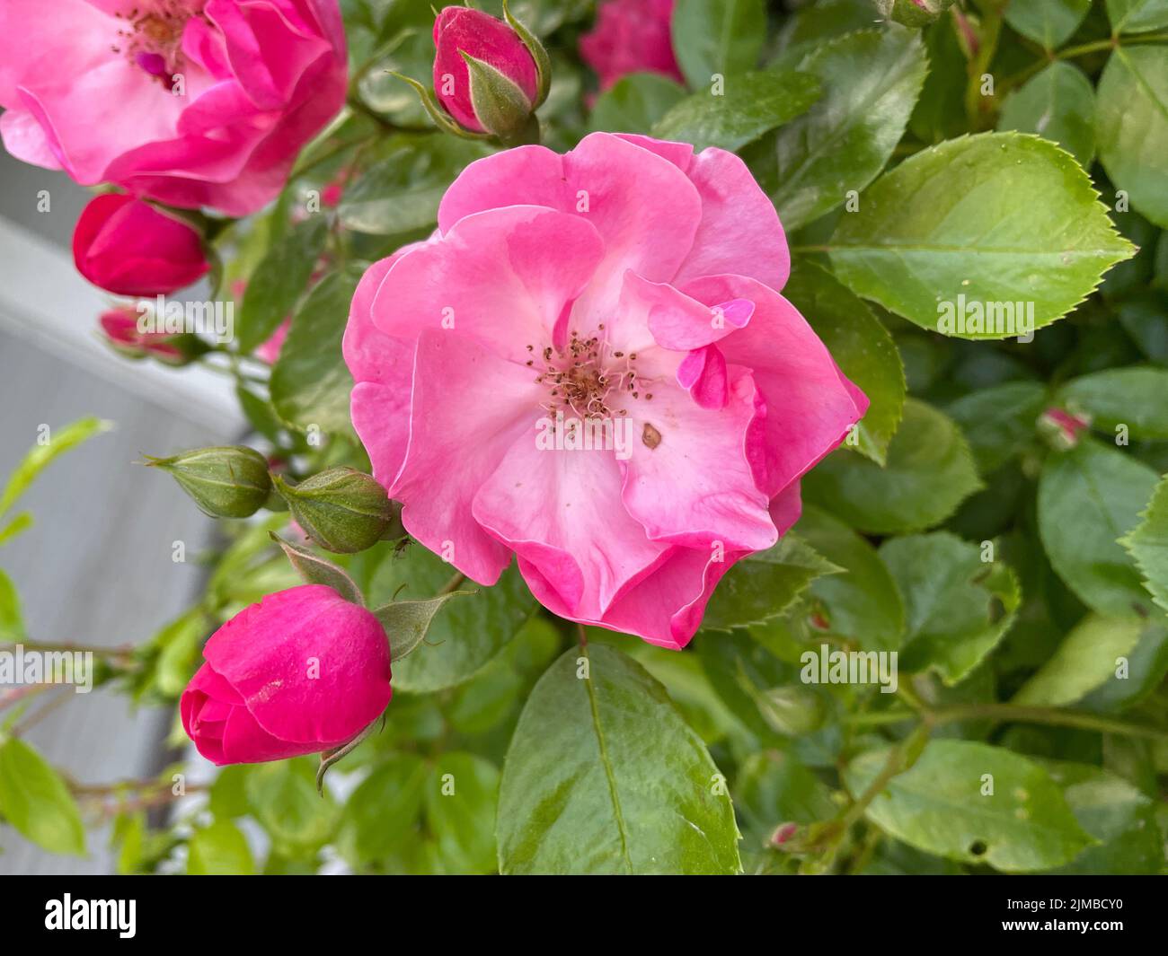 Shot pink roses growing hi-res stock photography and images - Alamy