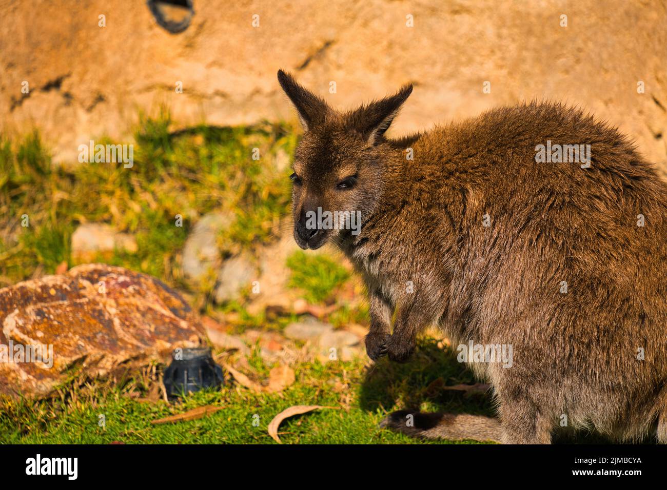 Kangaroo macropodidae hi-res stock photography and images - Alamy