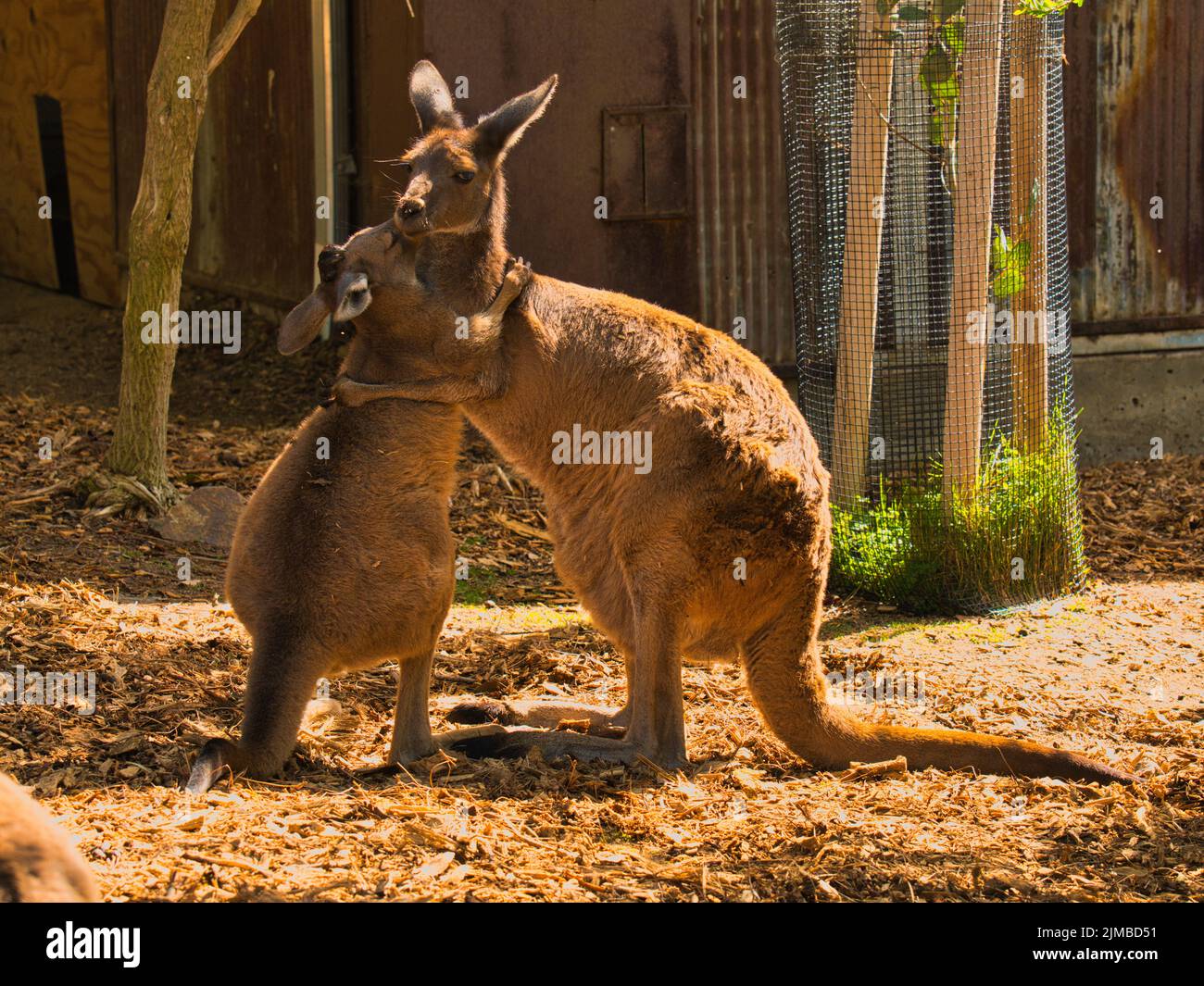 A vertical shot of adorable kangaroos hugging each other Stock Photo ...