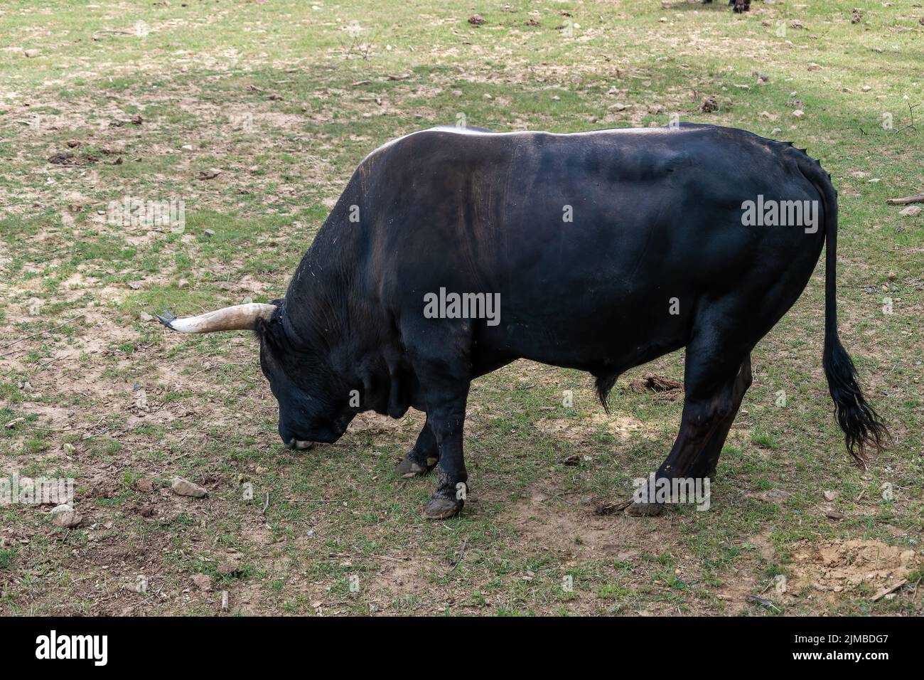 Bos primigenius aurochs, rescue breeding in the village of Modra in ...