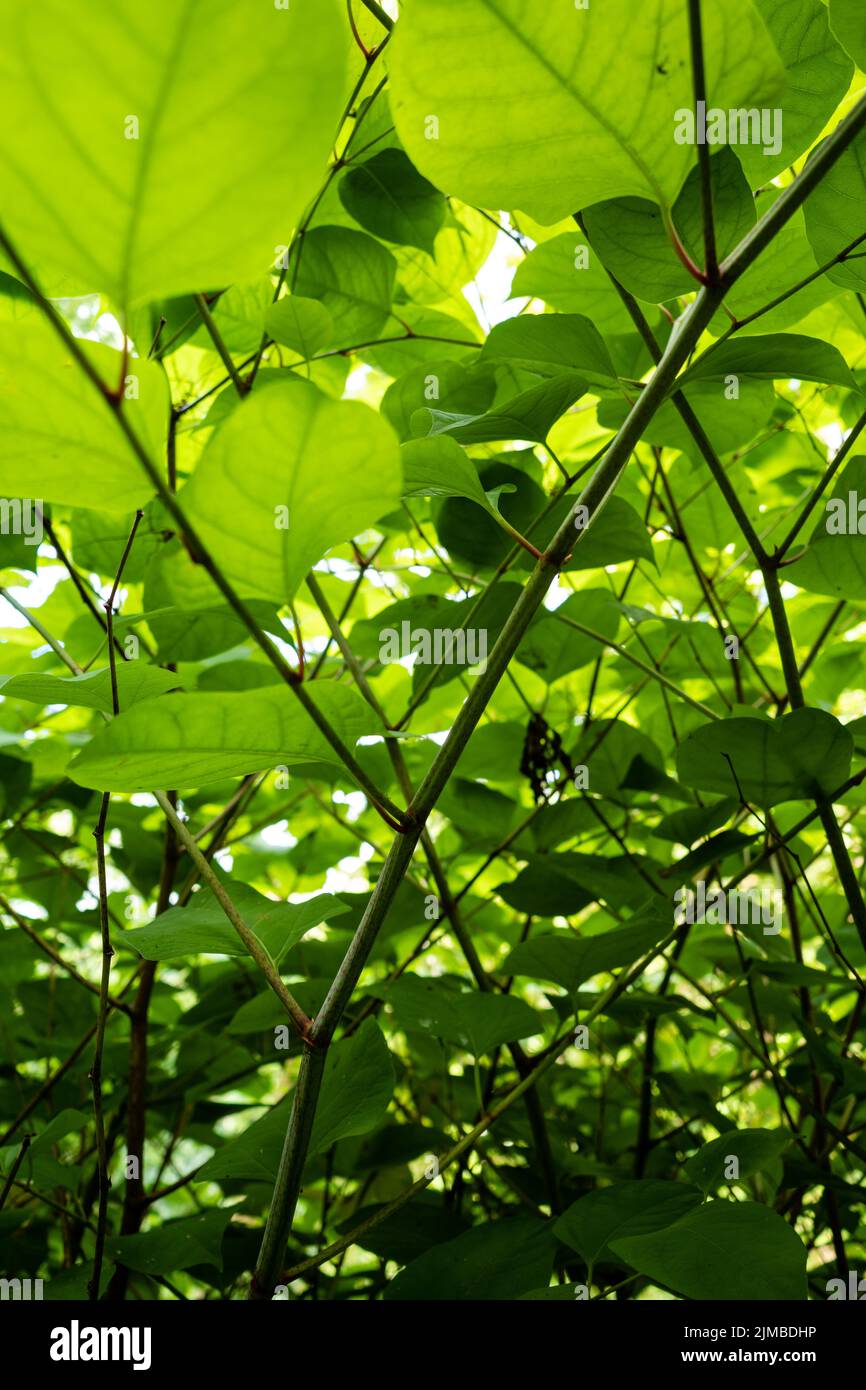 Japanese knot weed fast growing intrusive plant showing underside of ...