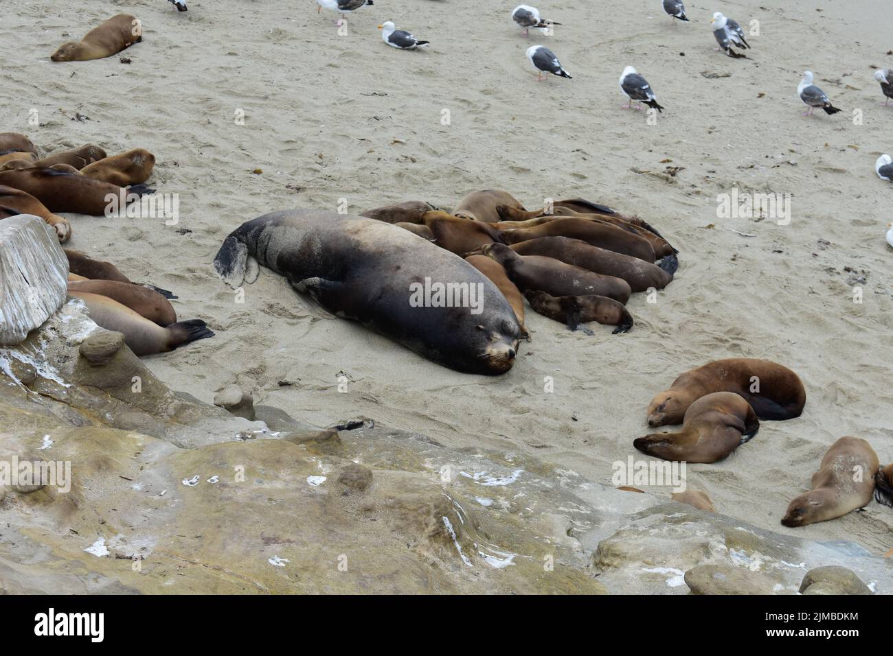 A bunch of seals and sea lions sleeping on the beach seagulls in close ...