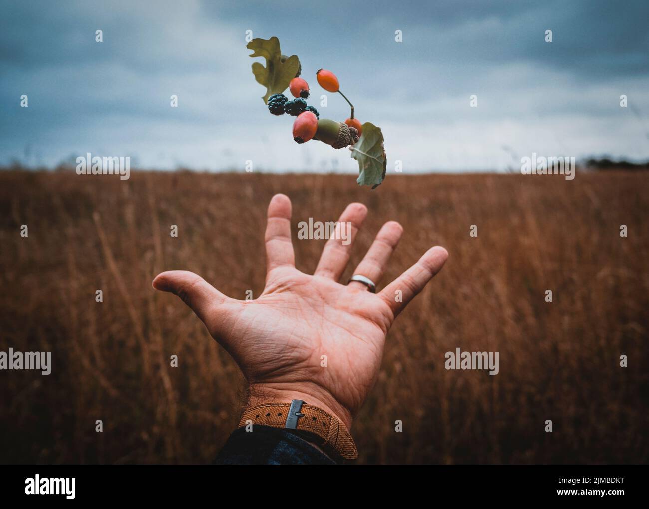 An open human palm throwing Rose hip and blackberry above the blur ...