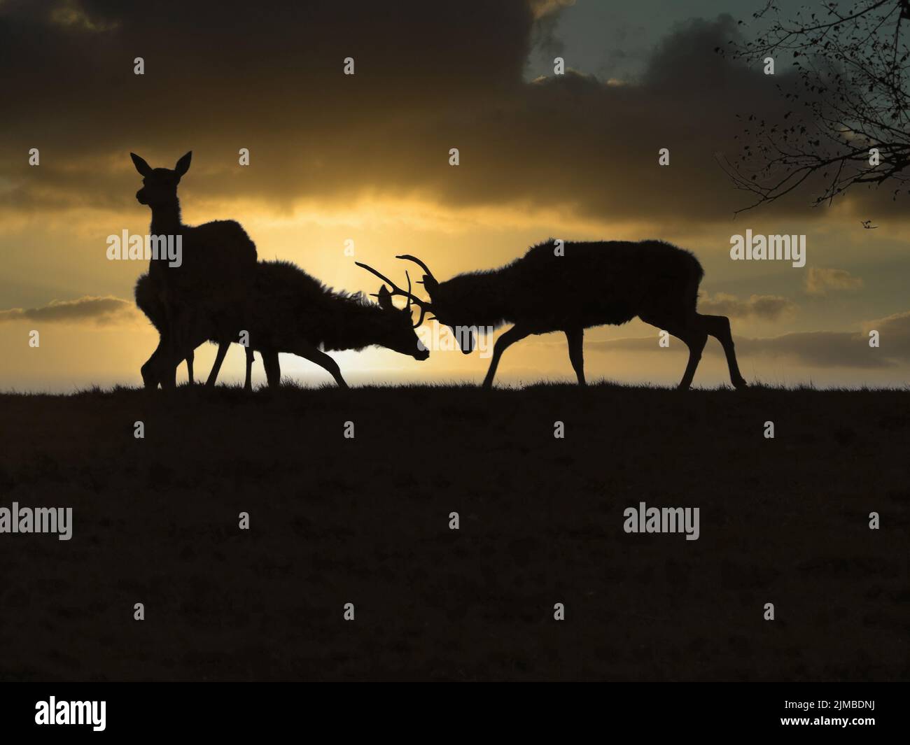 A silhouette of deers with horns fighting with each other in sunset sky ...