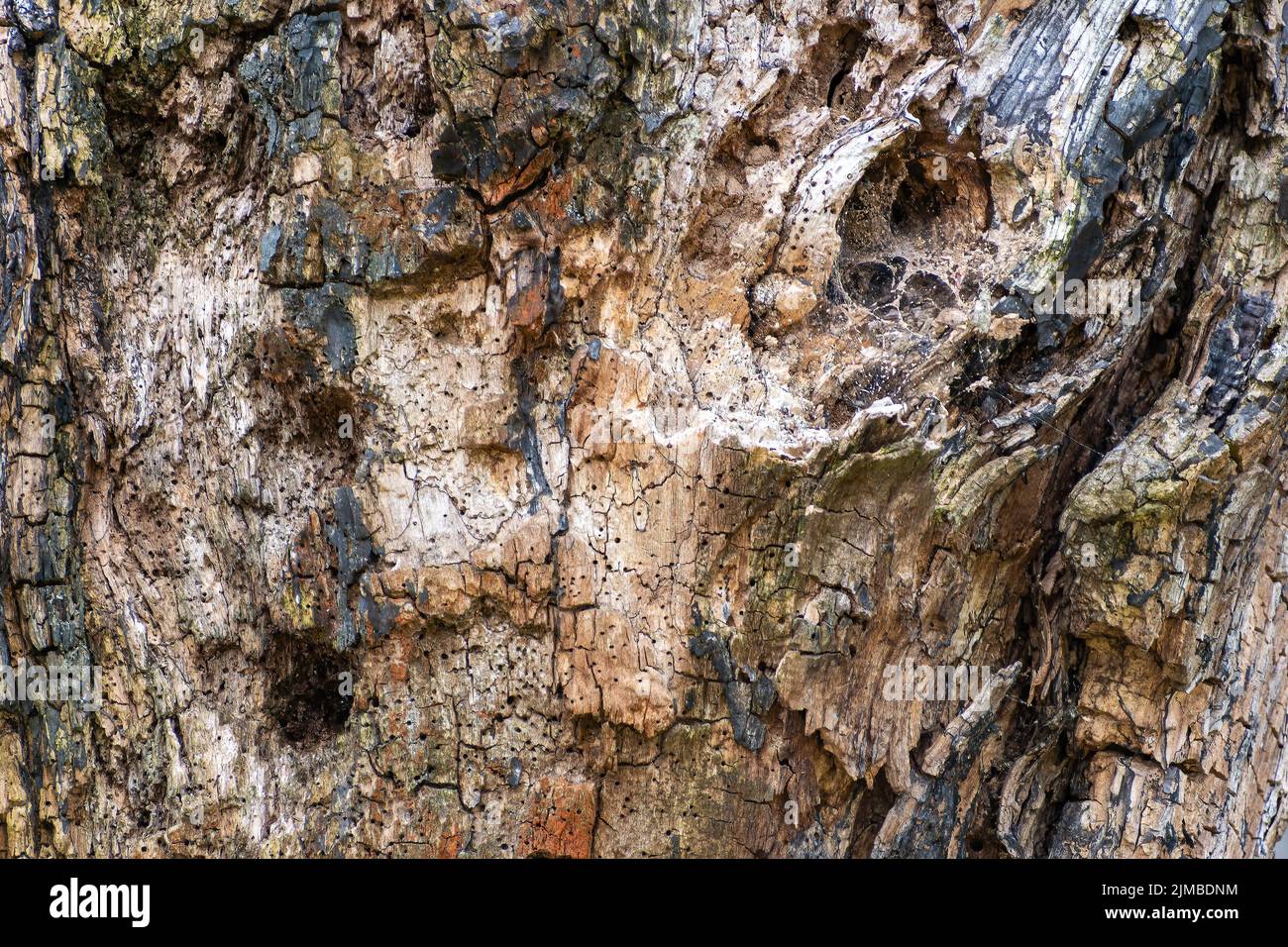 Texture or background of the trunk of an old rotten tree for further ...