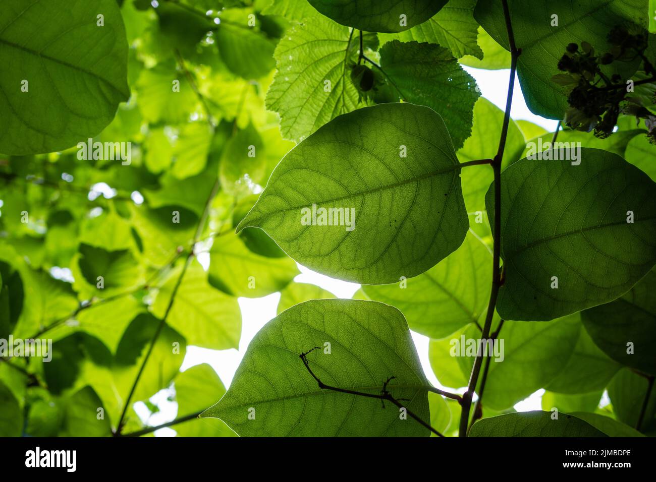 Japanese Knot weed fast growing damaging to property plant Stock Photo ...