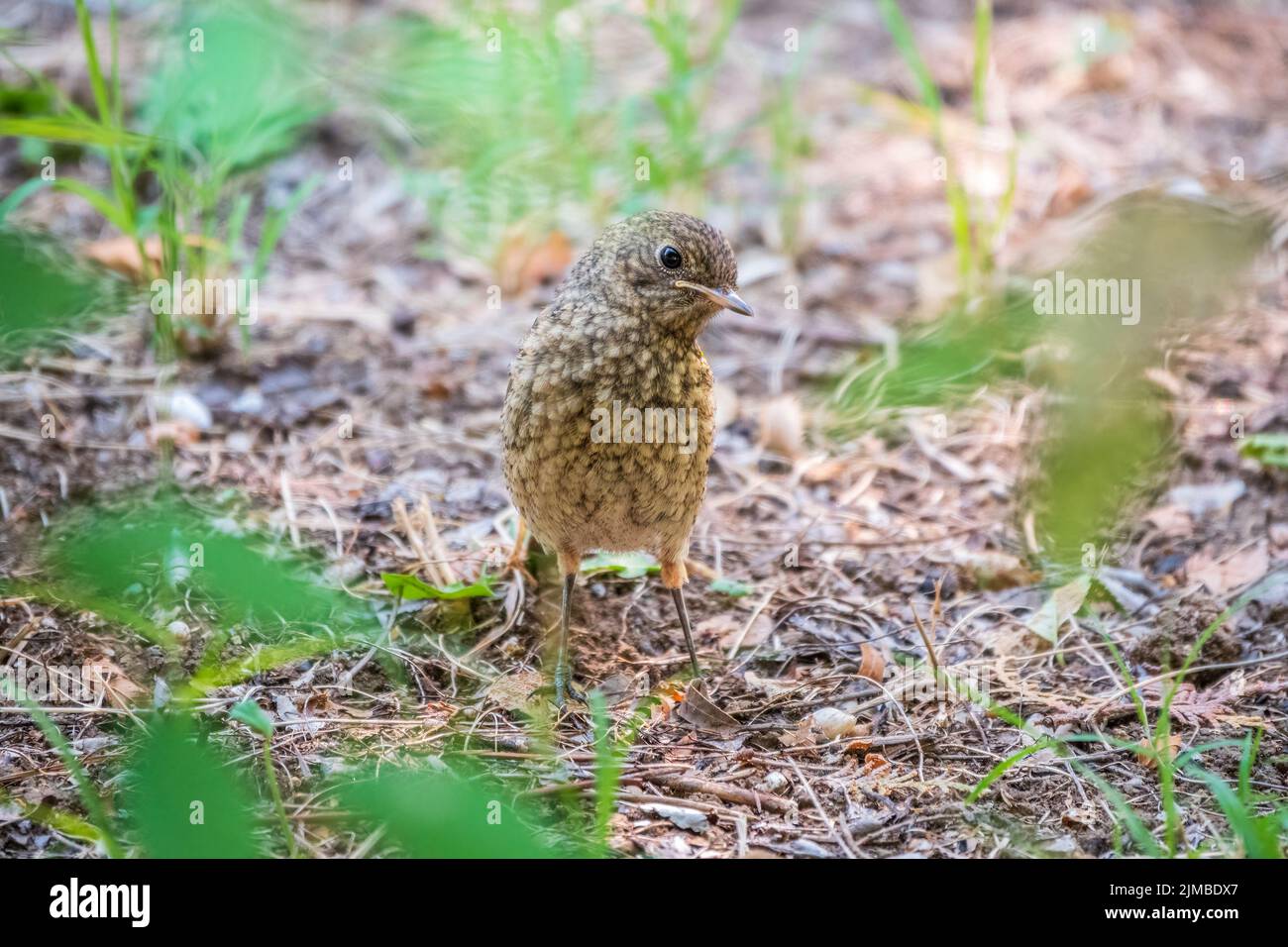 The common redstart, Phoenicurus phoenicurus, young bird, is sitting on ...