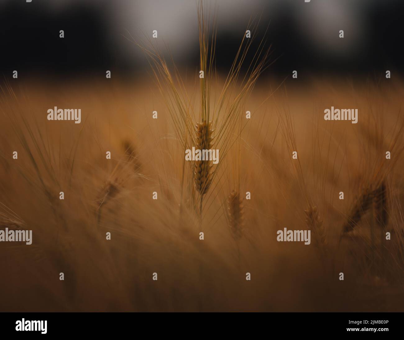 A selective focus shot of a golden wheat in a wheat field Stock Photo ...