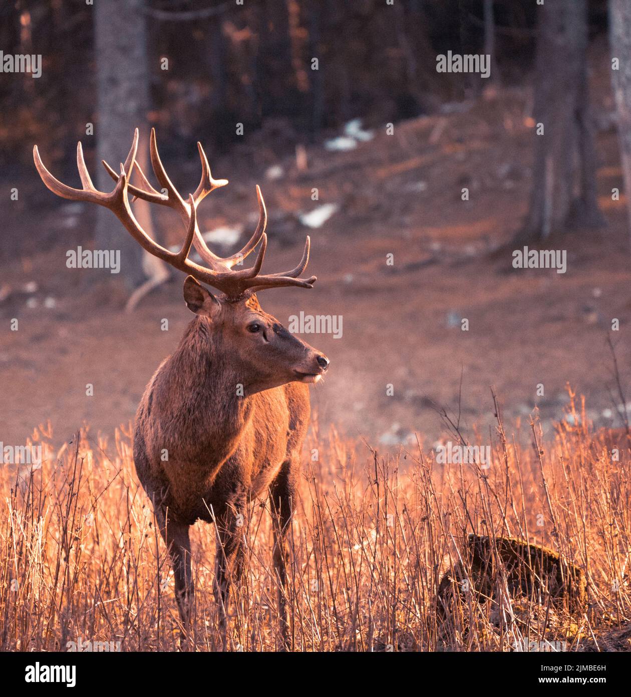 Portrait of majestic powerful adult red deer stag in Autumn Fall forest ...