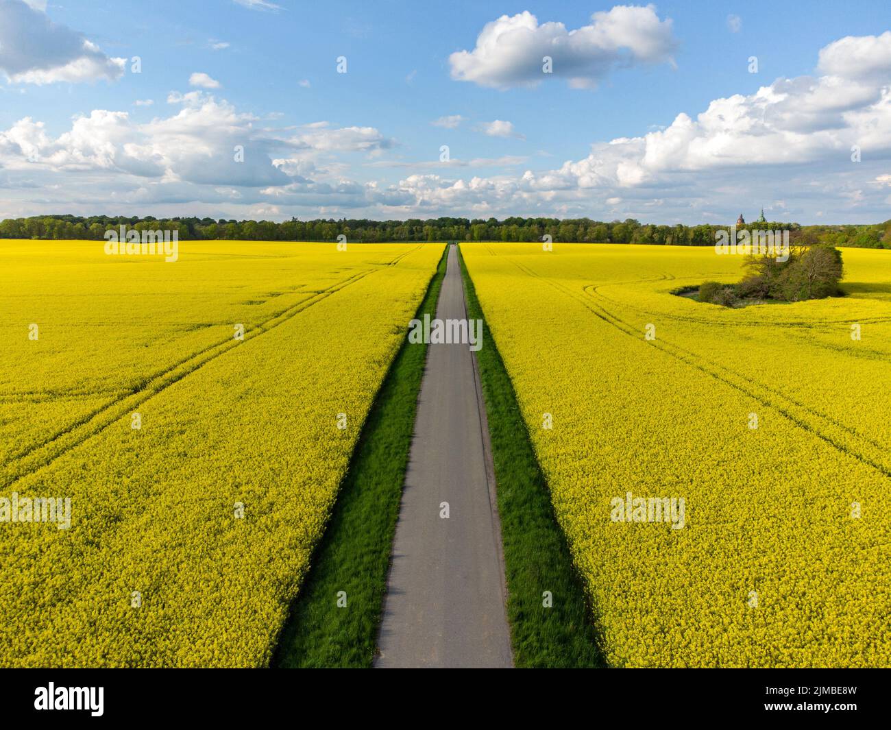 A cannoli yellow fields in Denmark Stock Photo - Alamy