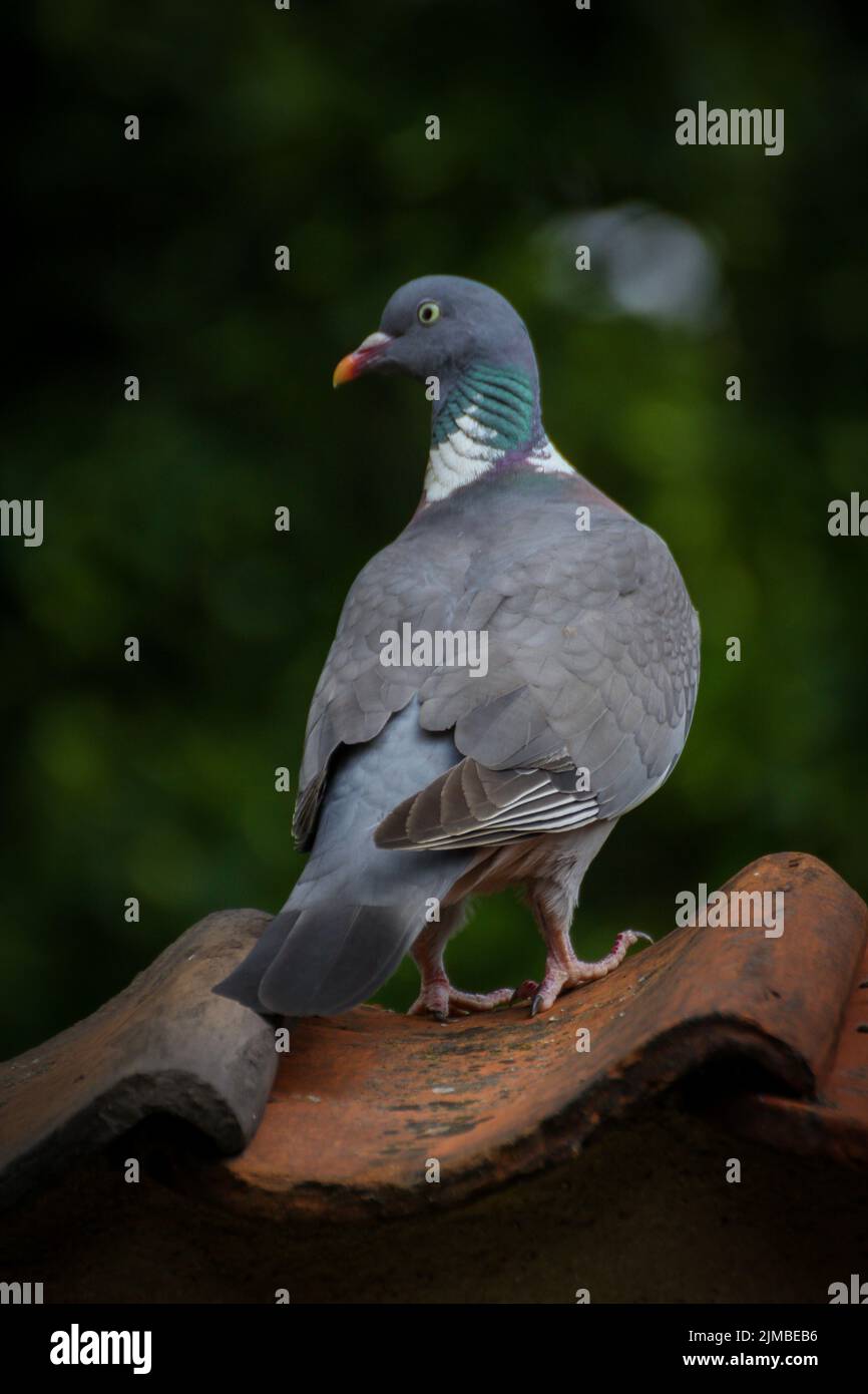 A vertical closeup of a pigeon sitting on a fence, shot from the back ...