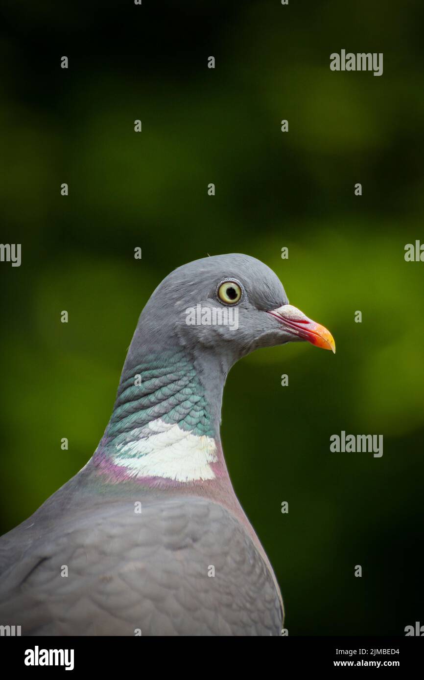 A vertical closeup of the head of a pigeon Stock Photo - Alamy