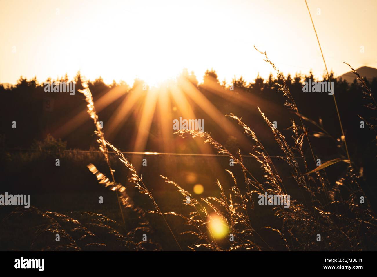 A view of shining sun rays behind growing trees Stock Photo - Alamy