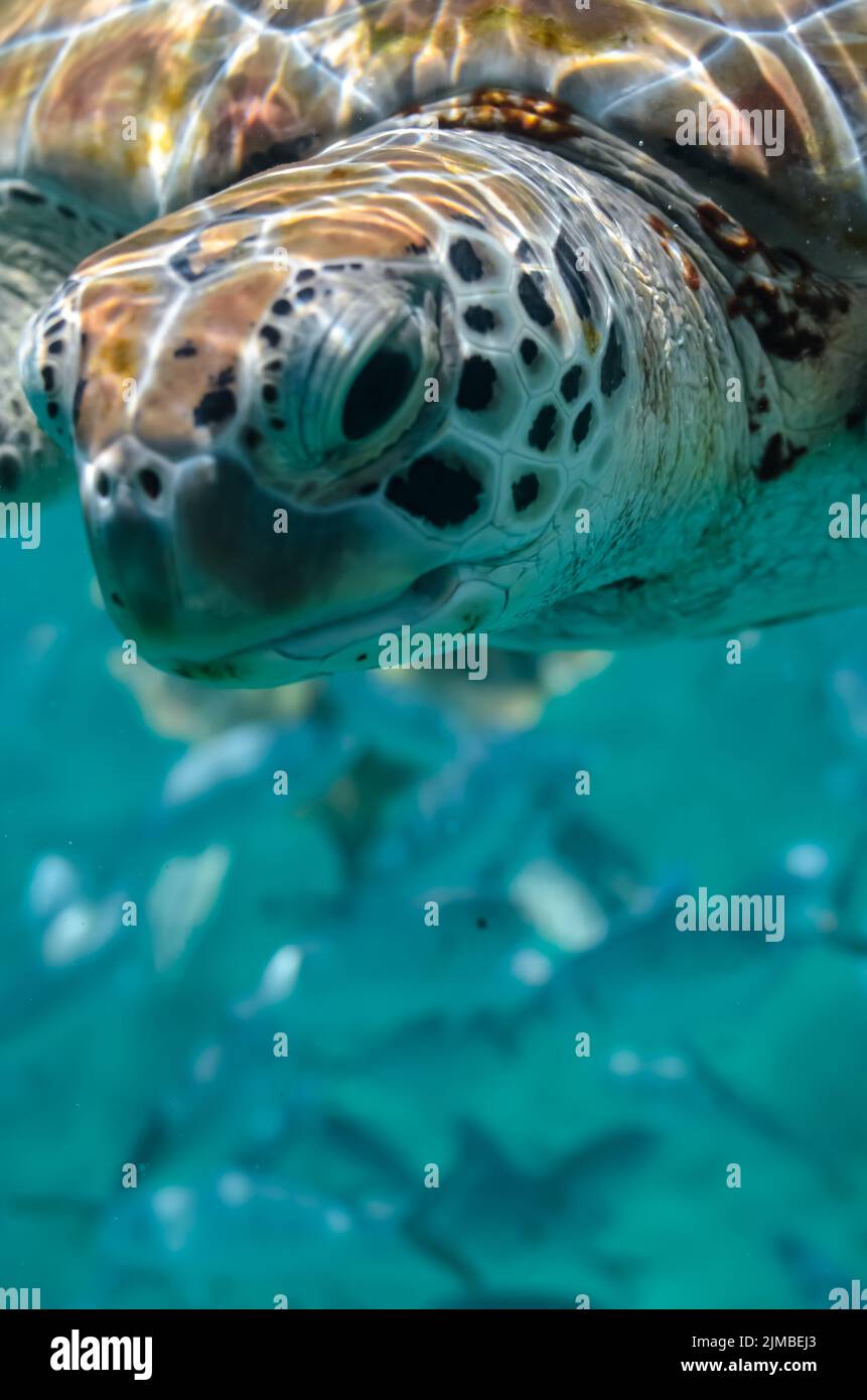 A vertical closeup of a sea turtle in the sea with a blurred background ...