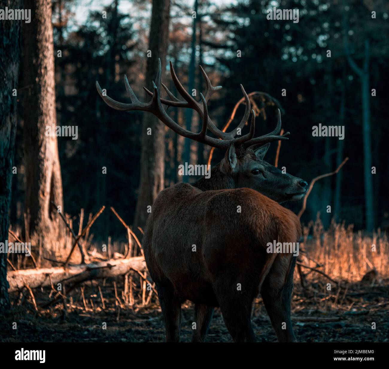 Portrait of majestic powerful adult red deer stag in Autumn Fall forest ...
