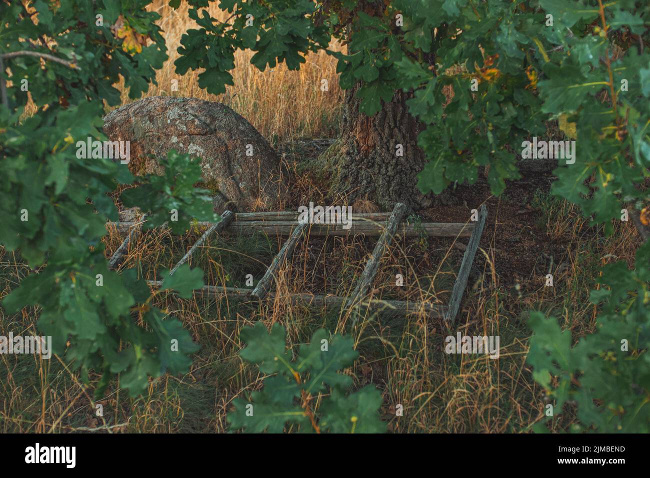 Old wooden ladder tree trunk hi-res stock photography and images - Alamy