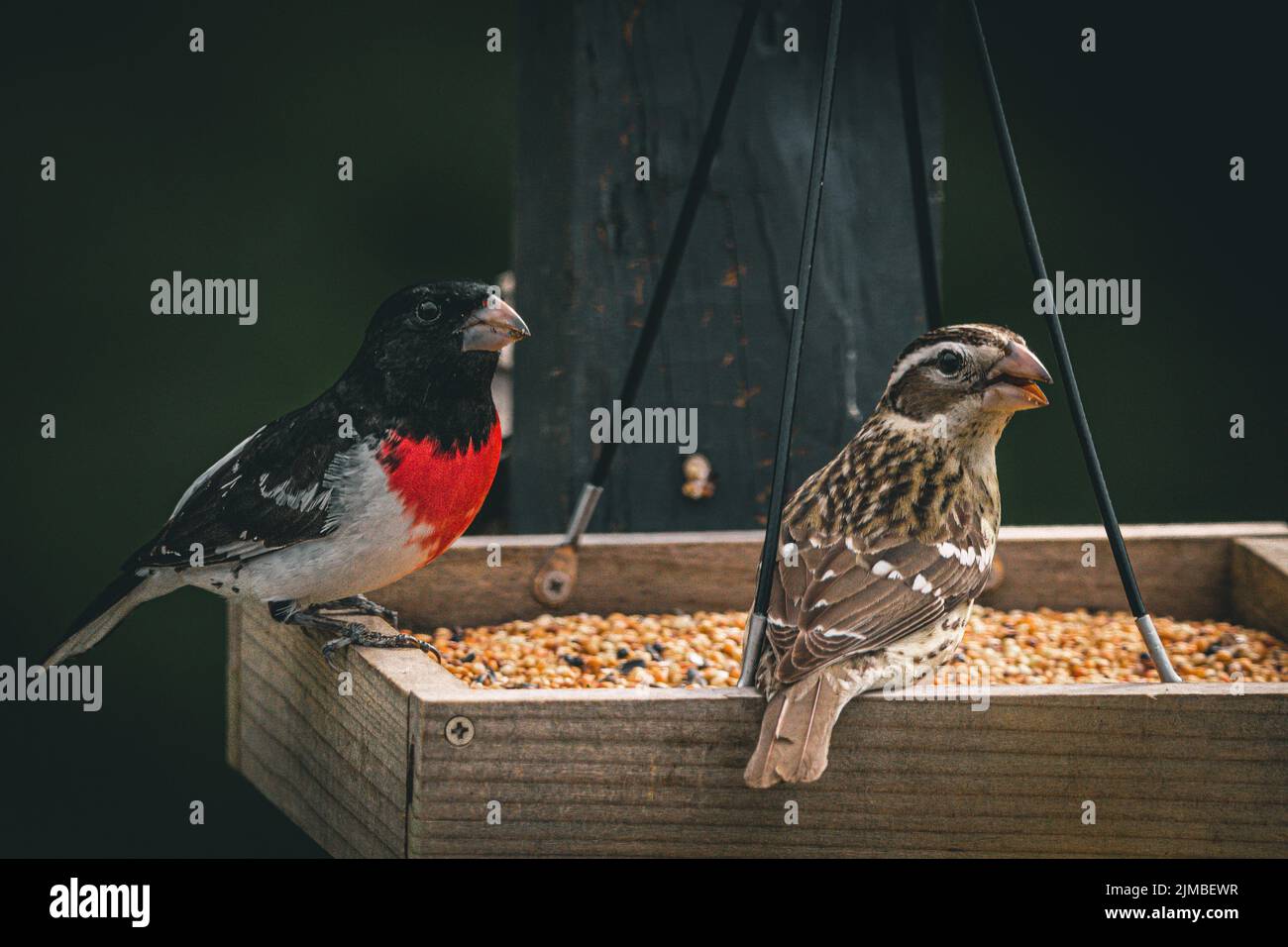 A closeup of a male and female rose-breasted grosbeaks on a bird feeder ...