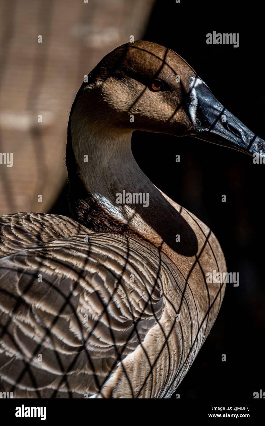 A vertical portrait of a goose behind a mesh fence Stock Photo - Alamy