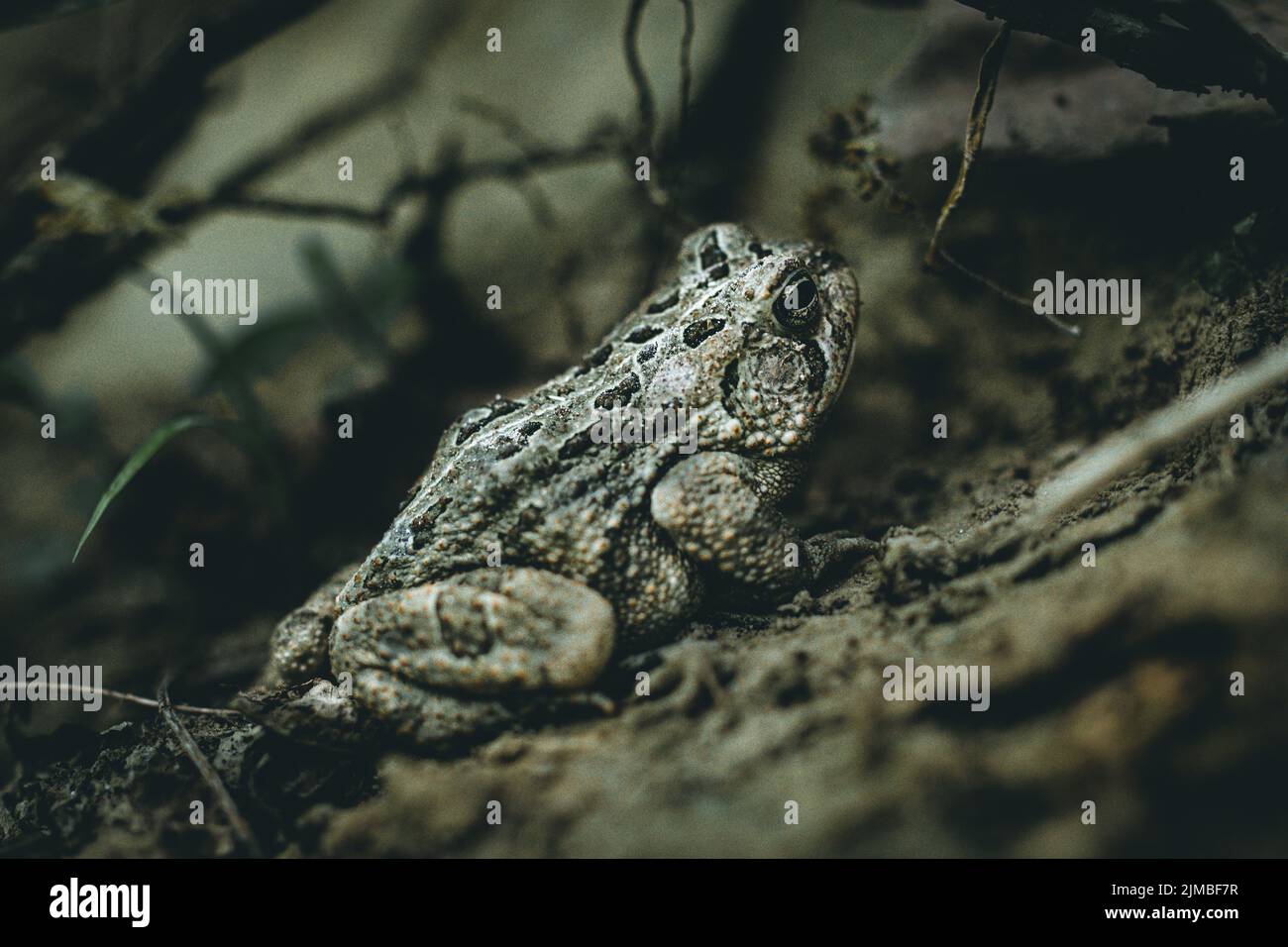 Canadian toad hi-res stock photography and images - Alamy