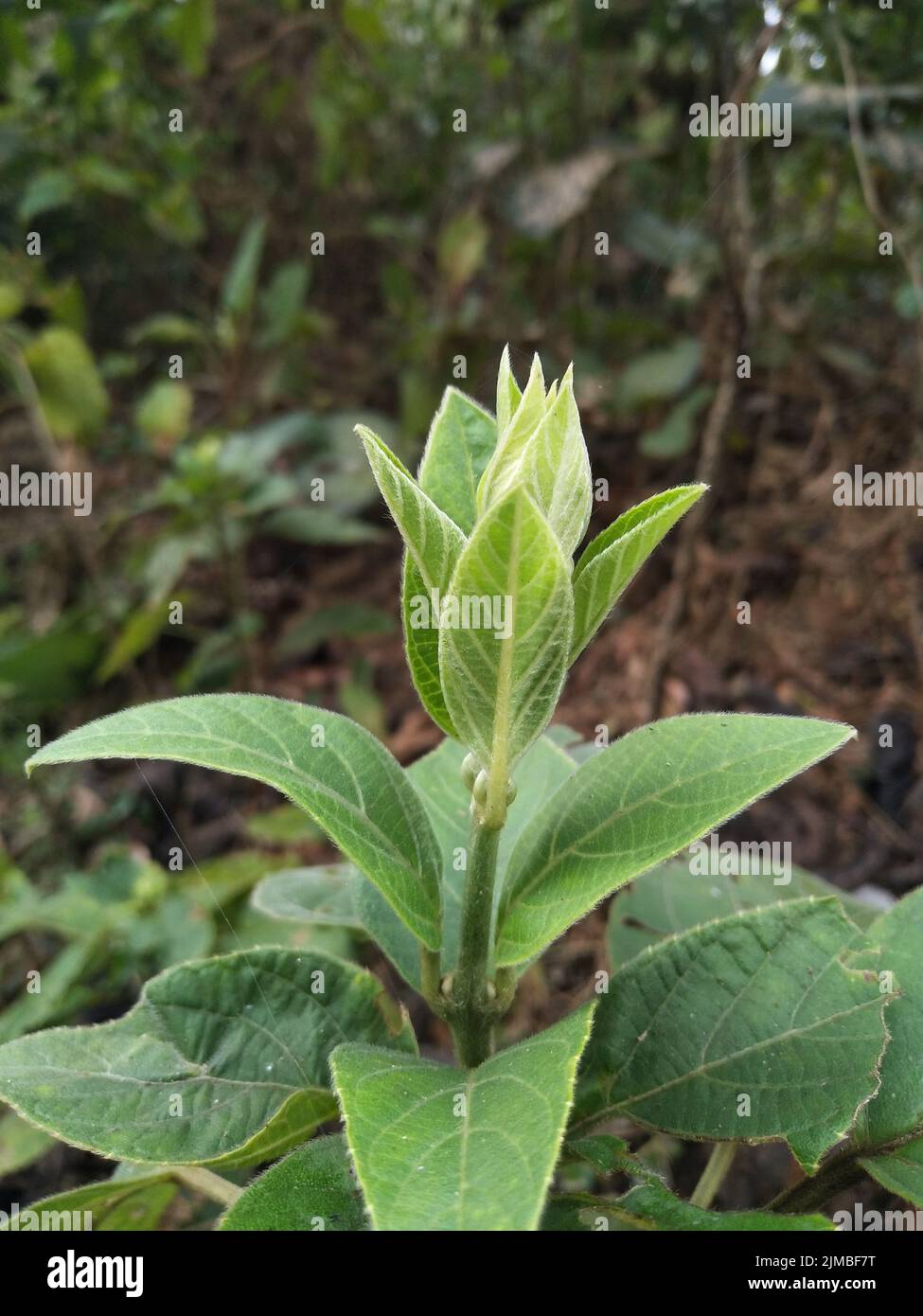 Clerodendrum infortunatum - bhat or hill glory bower Flower and buds ...
