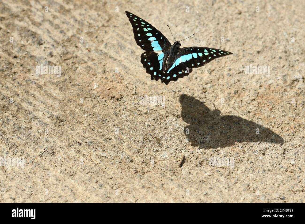 A beautiful butterfly flying with it's shadow on the ground Stock Photo ...