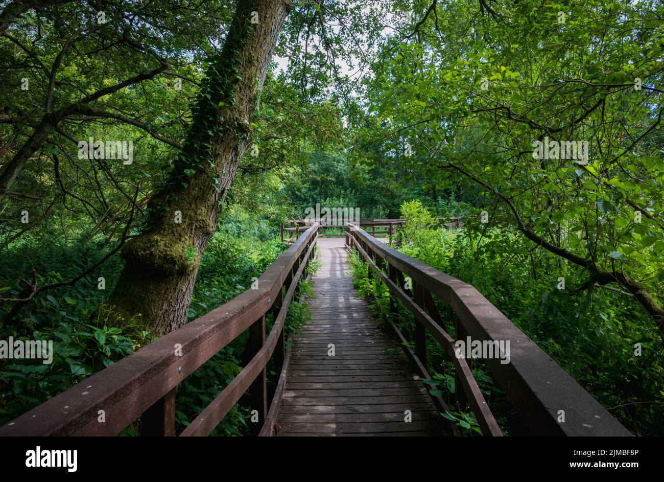 The wooden bridge through the forest in Godalming. England, UK Stock ...