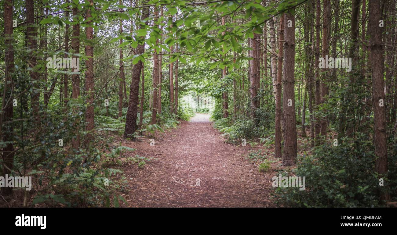 The path passing through the beautiful forest in Crowthorne, UK Stock ...