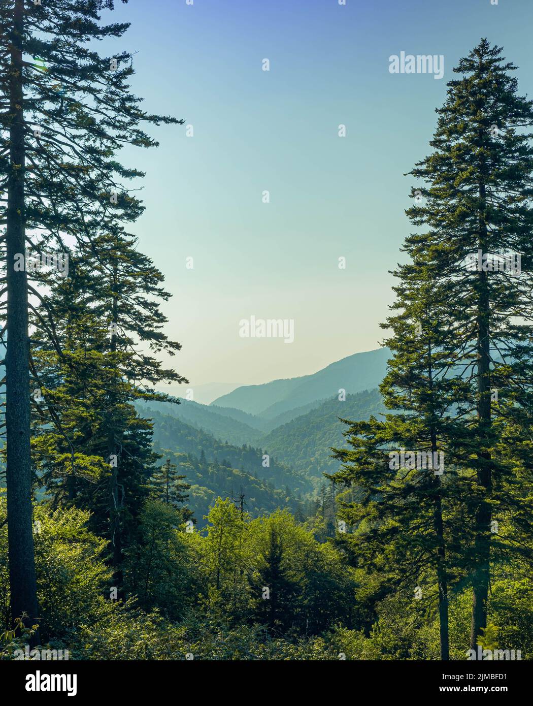 A vertical shot of a forest with fur trees in the foreground Stock ...