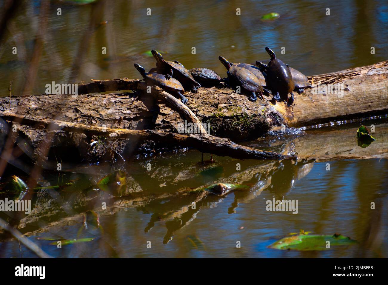 A closeup of a group of turtles on a tree log floating in a lake Stock ...