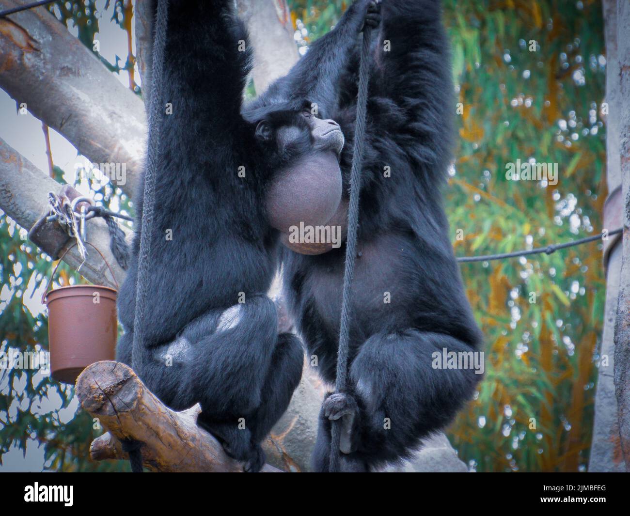 Hanging monkeys hi-res stock photography and images - Alamy
